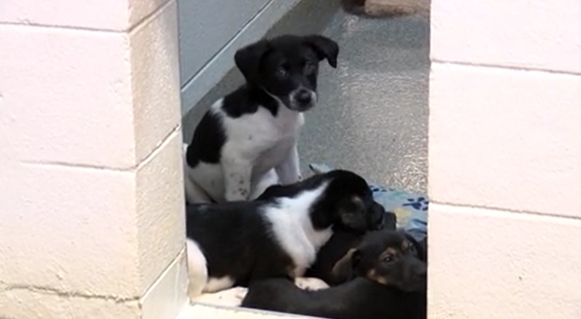 Over 70 dogs seized from north Huntsville home, animal shelter at capacity