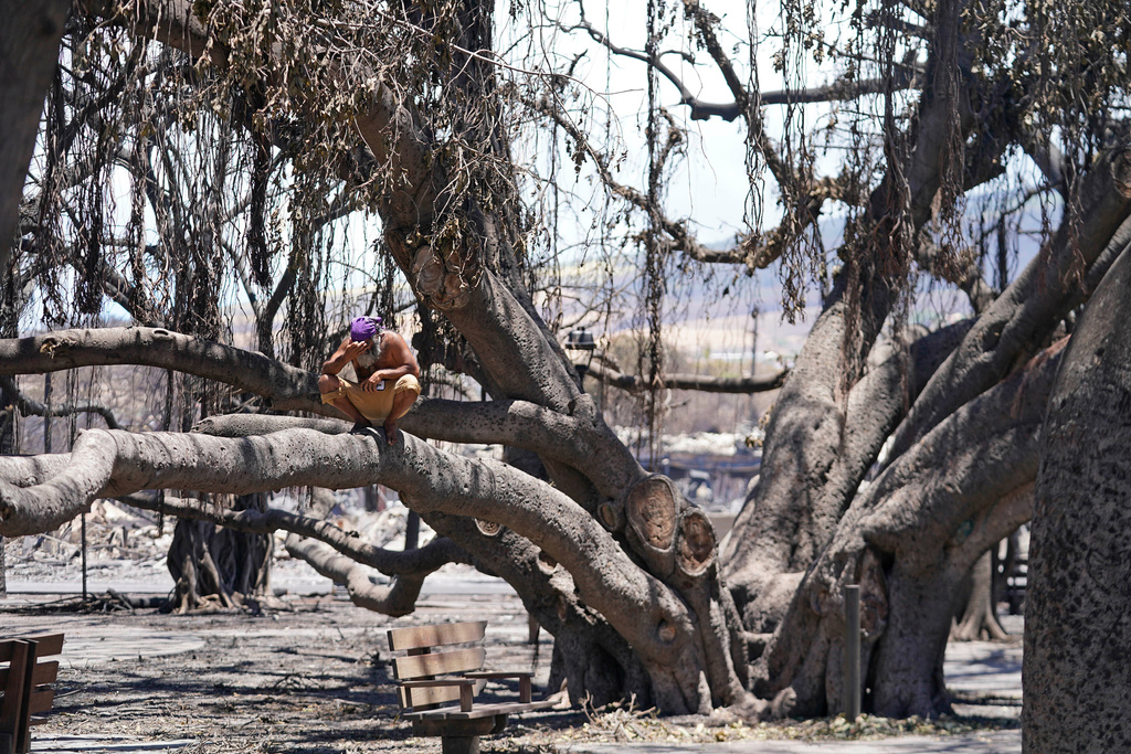 Famed banyan tree still in the ICU