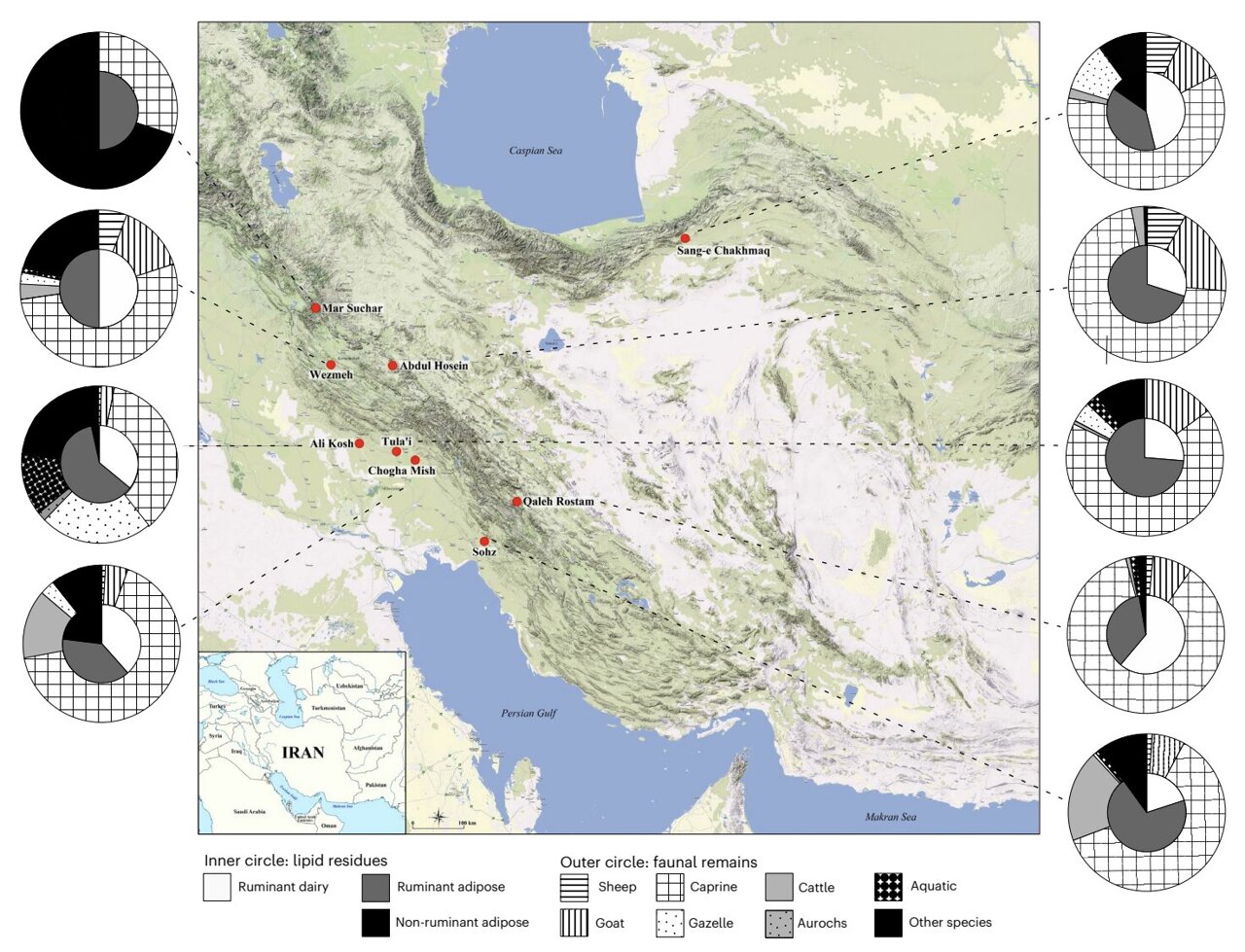 Evidence points to early goat and sheep dairy consumption in Neolithic Iran