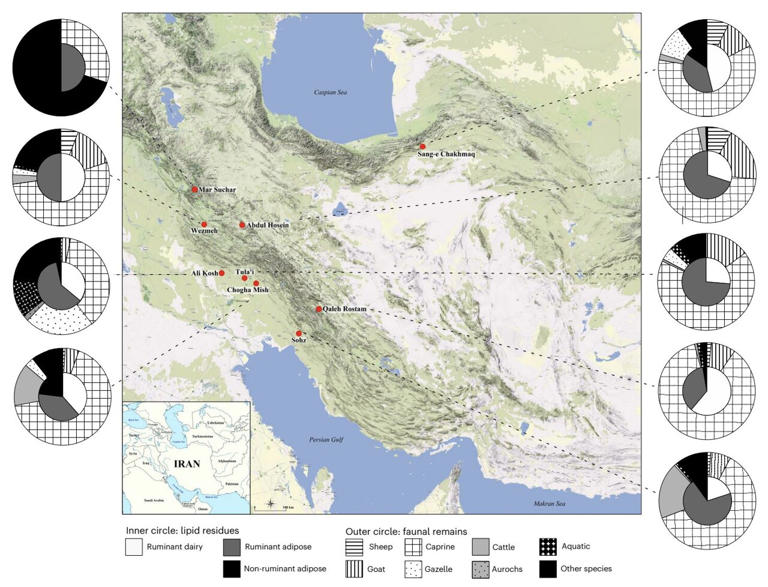 Evidence points to early goat and sheep dairy consumption in Neolithic Iran