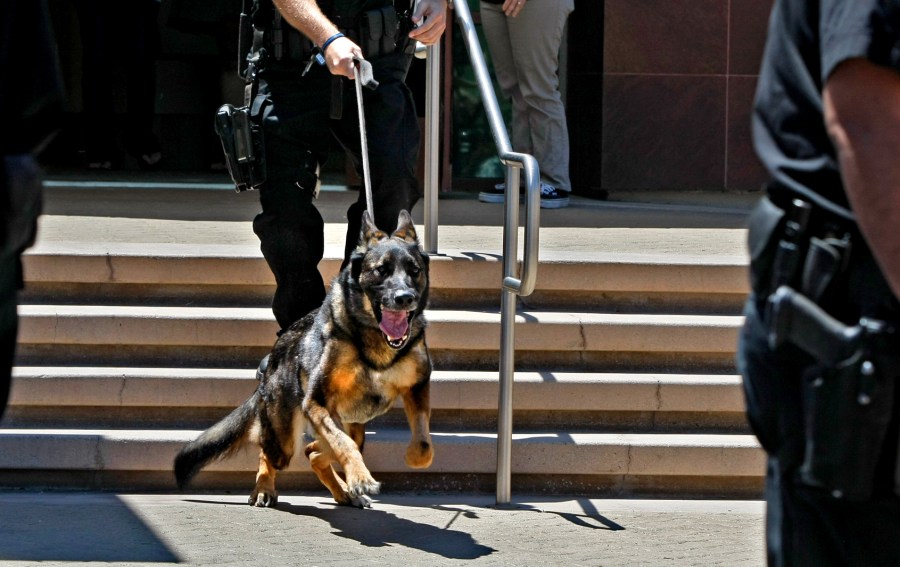 K9 bites Fremont police sergeant, suspect accidentally shot