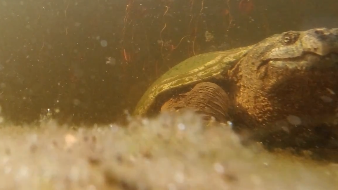 The biggest snapping turtle I’ve ever seen - and it was dead