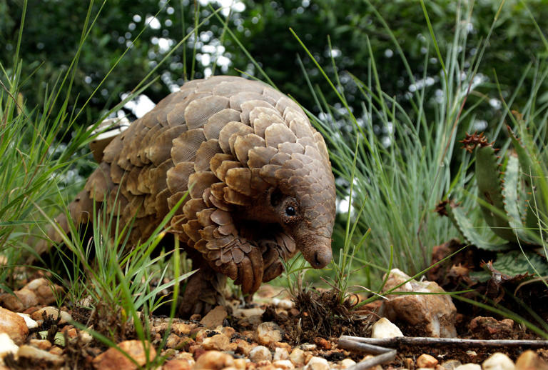 These shy, scaly anteaters are the most trafficked mammals in the world