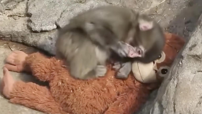 Japanese zoo responds to viral video of Punch the Monkey getting bullied