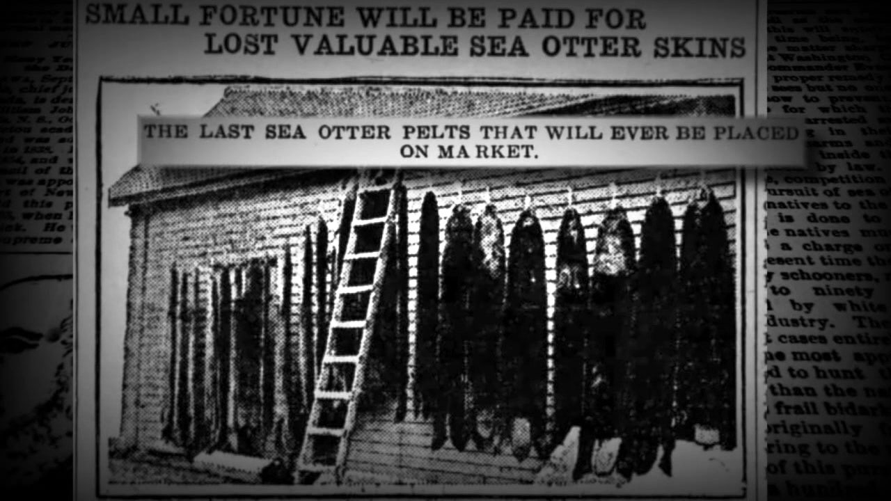 'Soft gold': The maritime fur trade that wiped out Washington’s sea otters