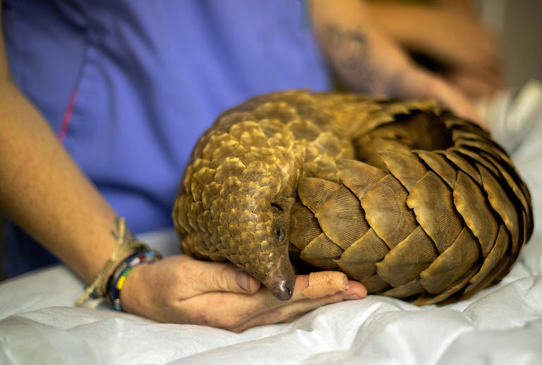 These shy, scaly anteaters are the most trafficked mammals in the world