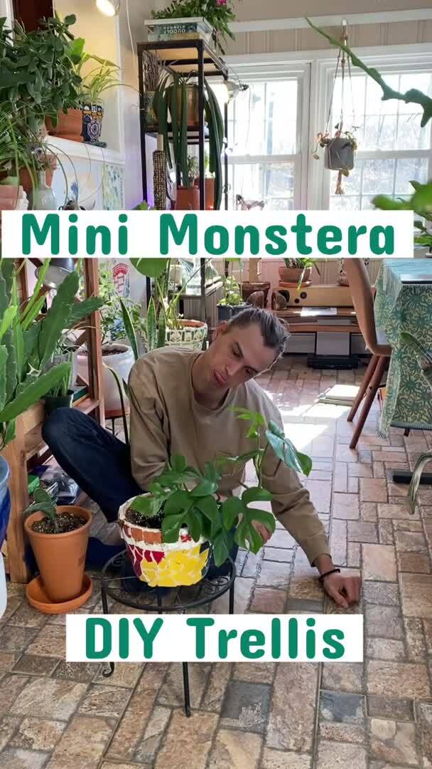 DIY trellis for mini monstera: Rise & shine
