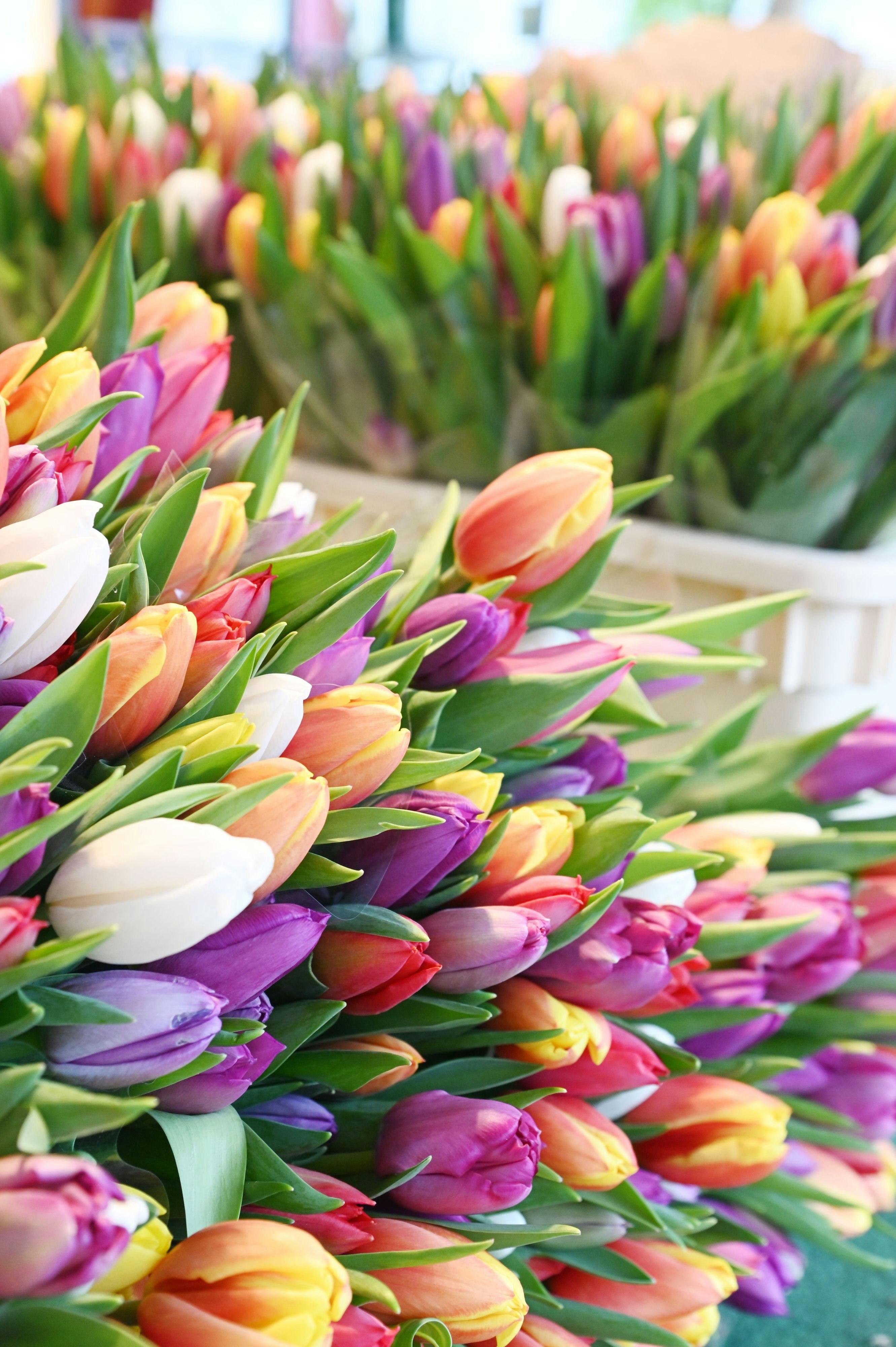 Pinguine, Blumen, Kerkeling: Tipps gegen den Grau-in-Grau-Frust in Köln