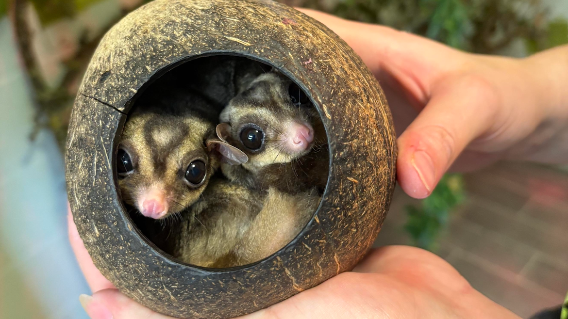 Sugar glider siblings find new home at college