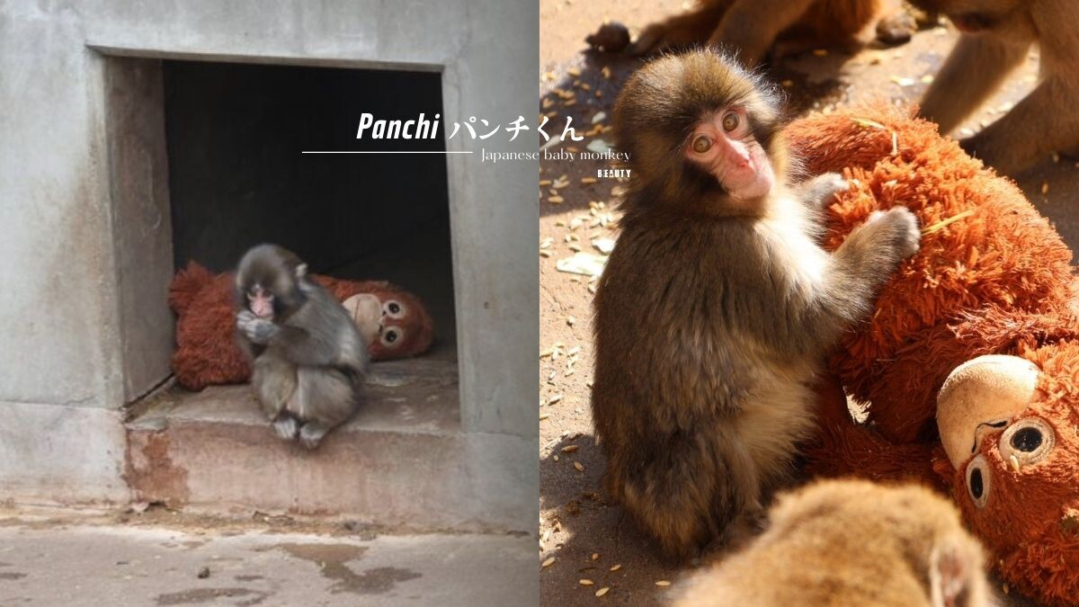 日本小猴Panchi君爆紅! 緊抱玩偶當媽媽惹心疼，融入猴群近況公開，被排擠後終於被接納