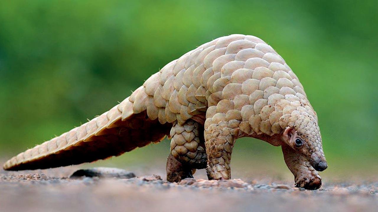 Pune: Pangolin scales worth 3 kg seized in Pune wildlife trafficking bust