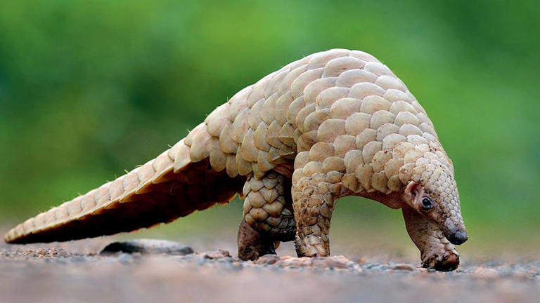 Pune: Pangolin scales worth 3 kg seized in Pune wildlife trafficking bust