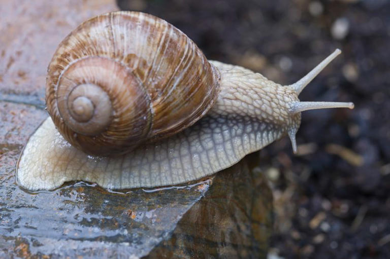 The peaceful Kent reserve home to supersized snails and flowers that ...