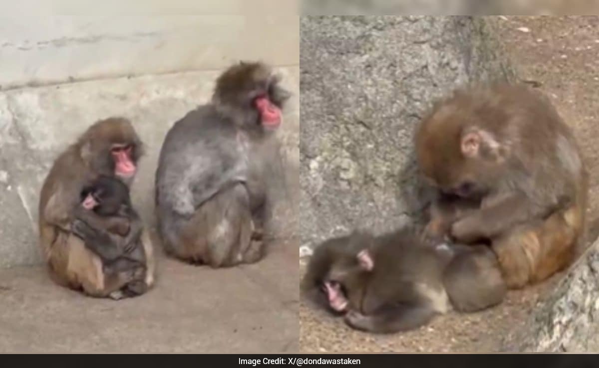 Watch: Viral baby monkey punch finally accepted by his troop with ...