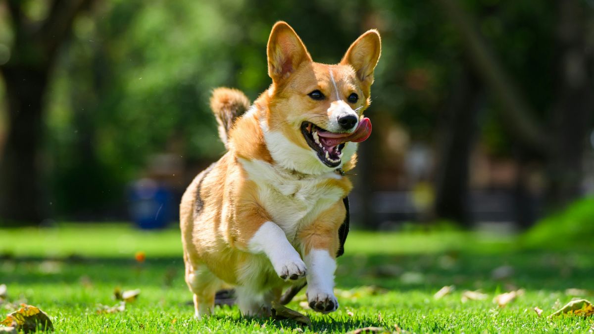 Fate of late queen's corgis revealed after Andrew's eviction