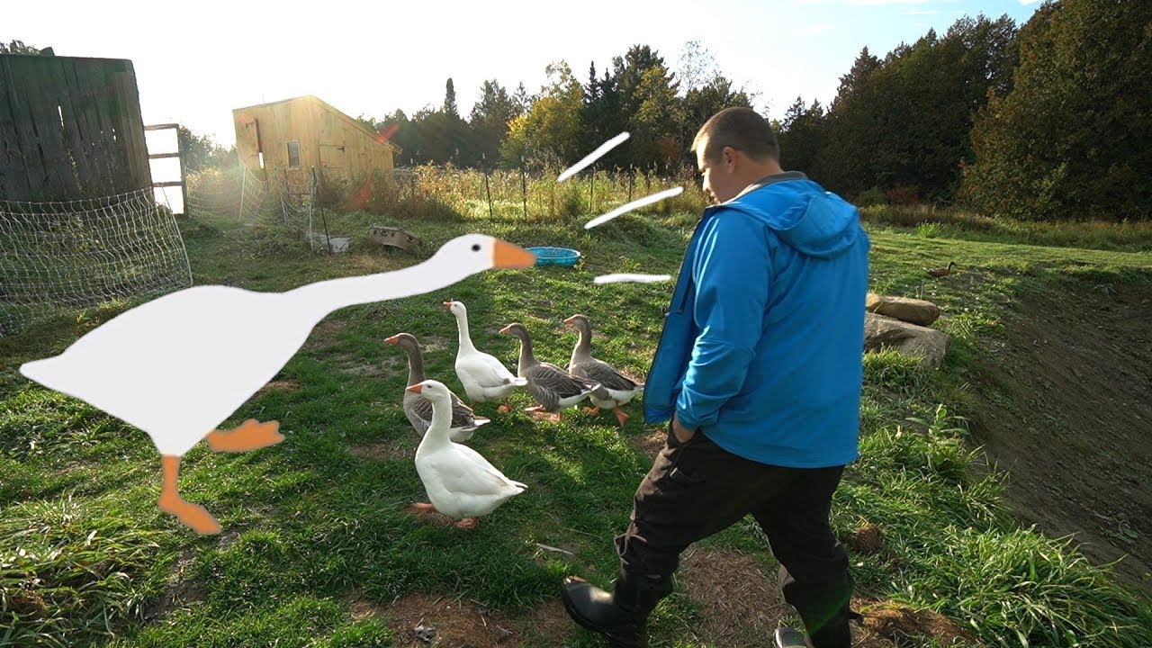 Real life mimics a video game on a busy Vermont goose farm
