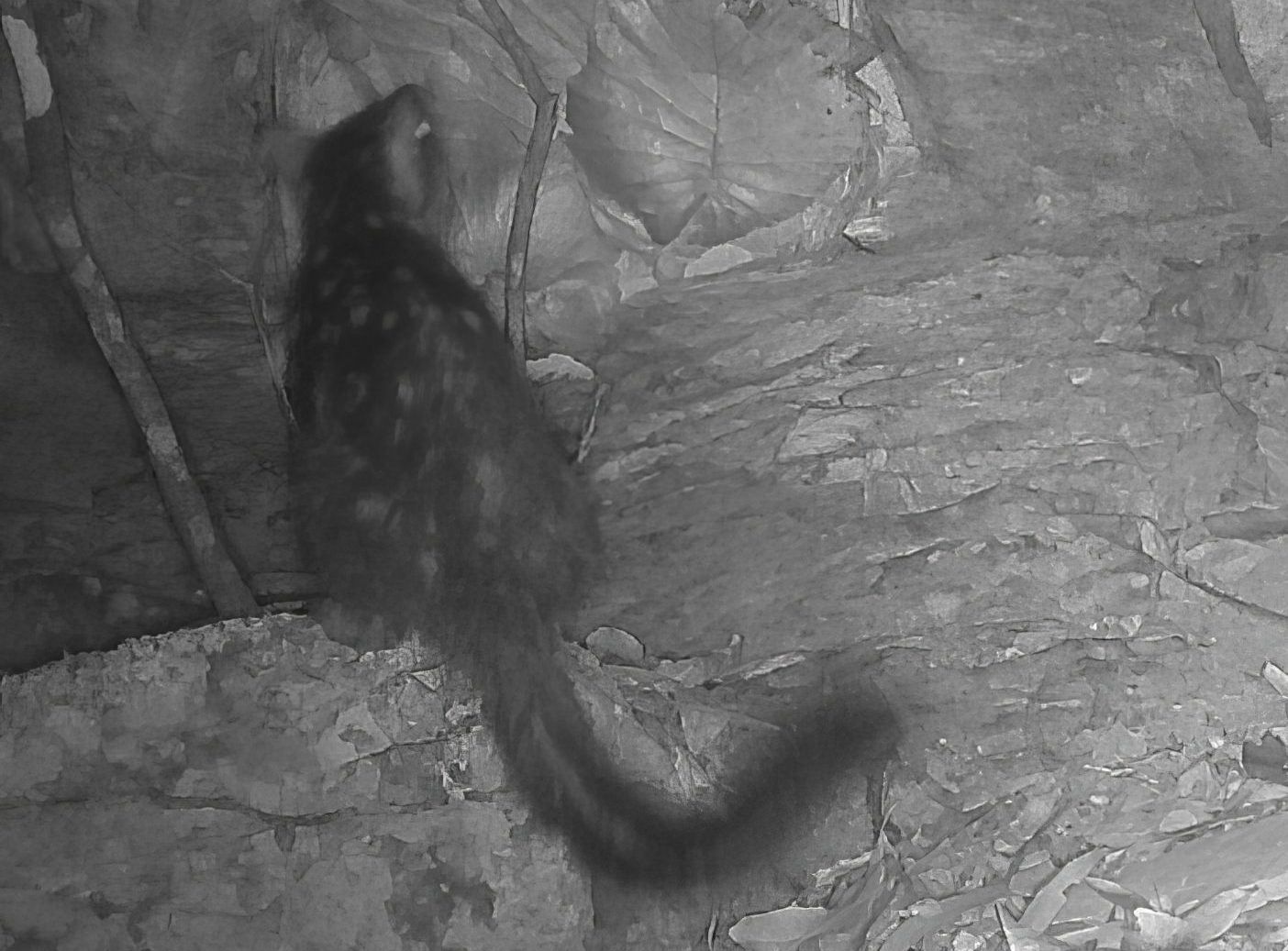 Australie : un animal fantôme réapparaît en vidéo après 80 ans d’absence