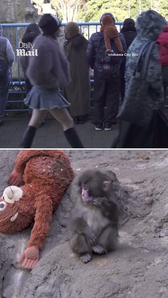 Fans flock to the zoo to see Punch the adorable baby monkey