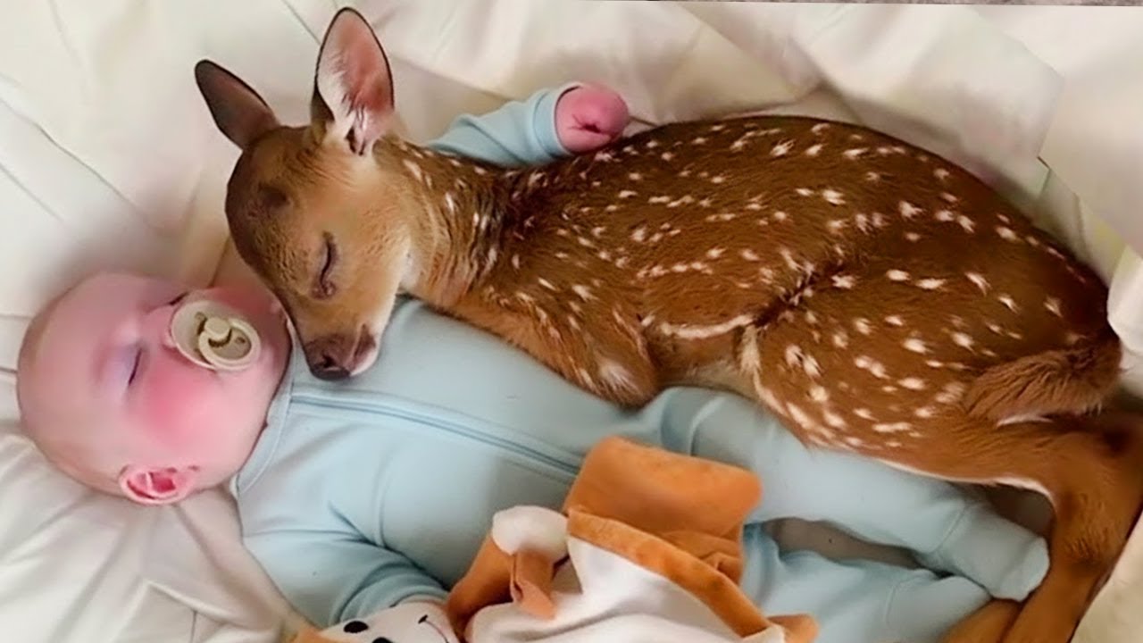 Cutest baby and animal moments in the entire world