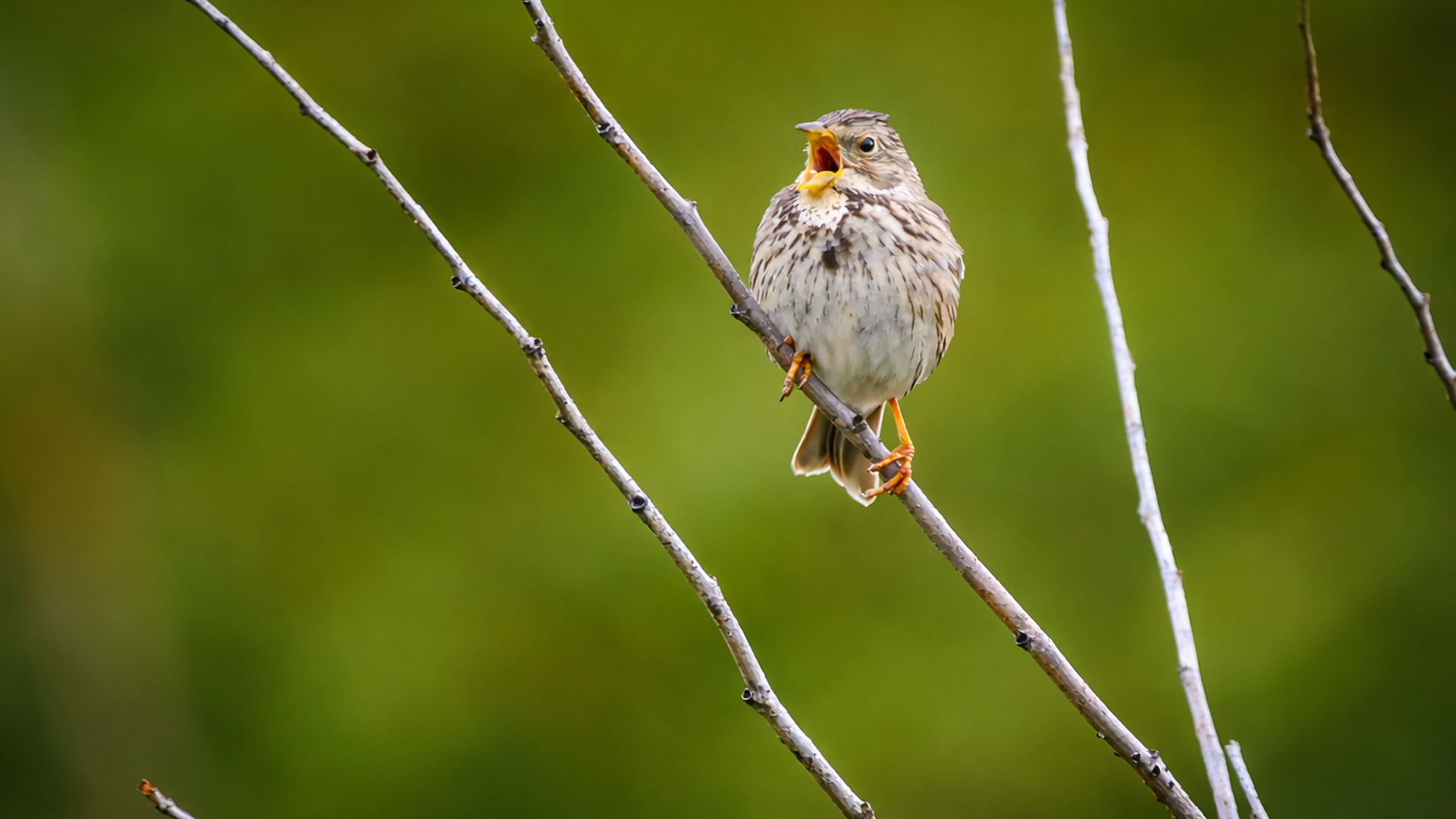 A small bird with a strong voice