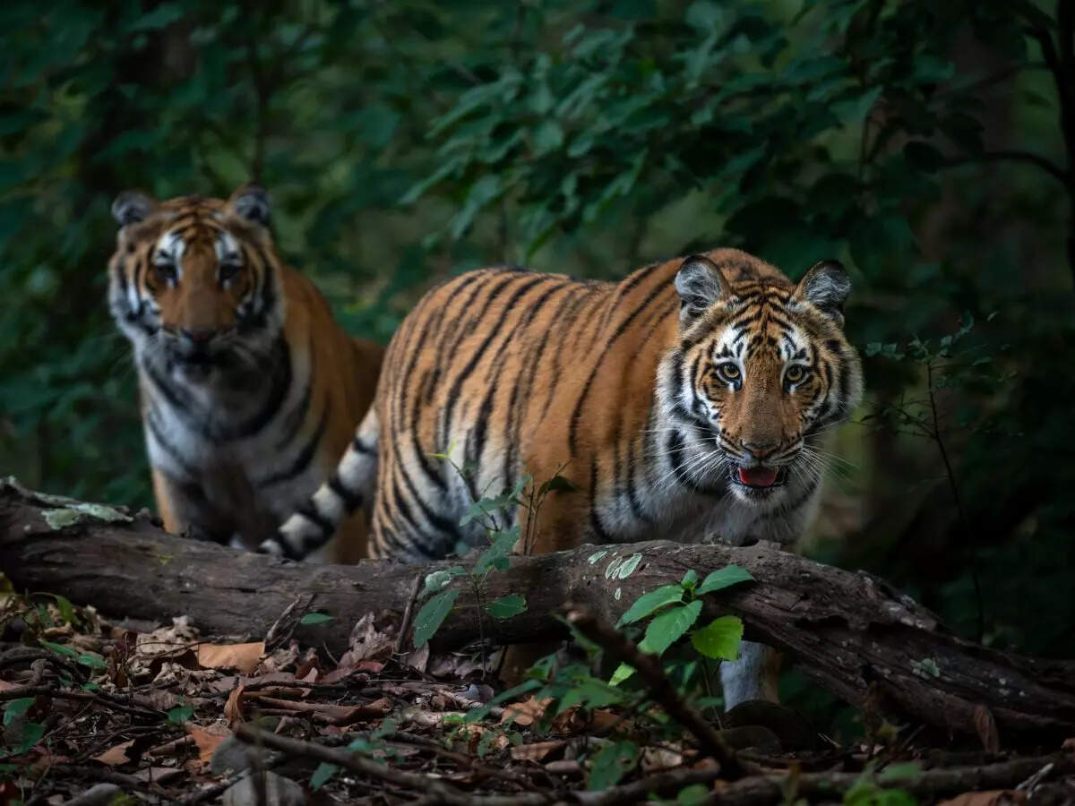 7 things to do in Jim Corbett National Park