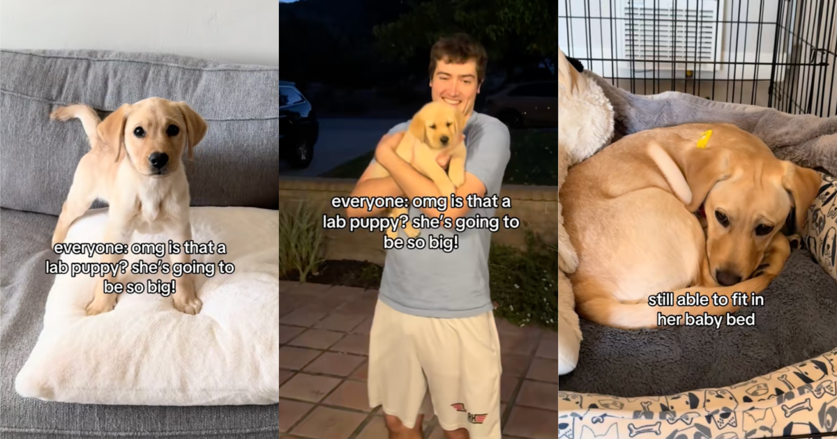 A couple thought their Labrador puppy was going to get huge, but she’s ...