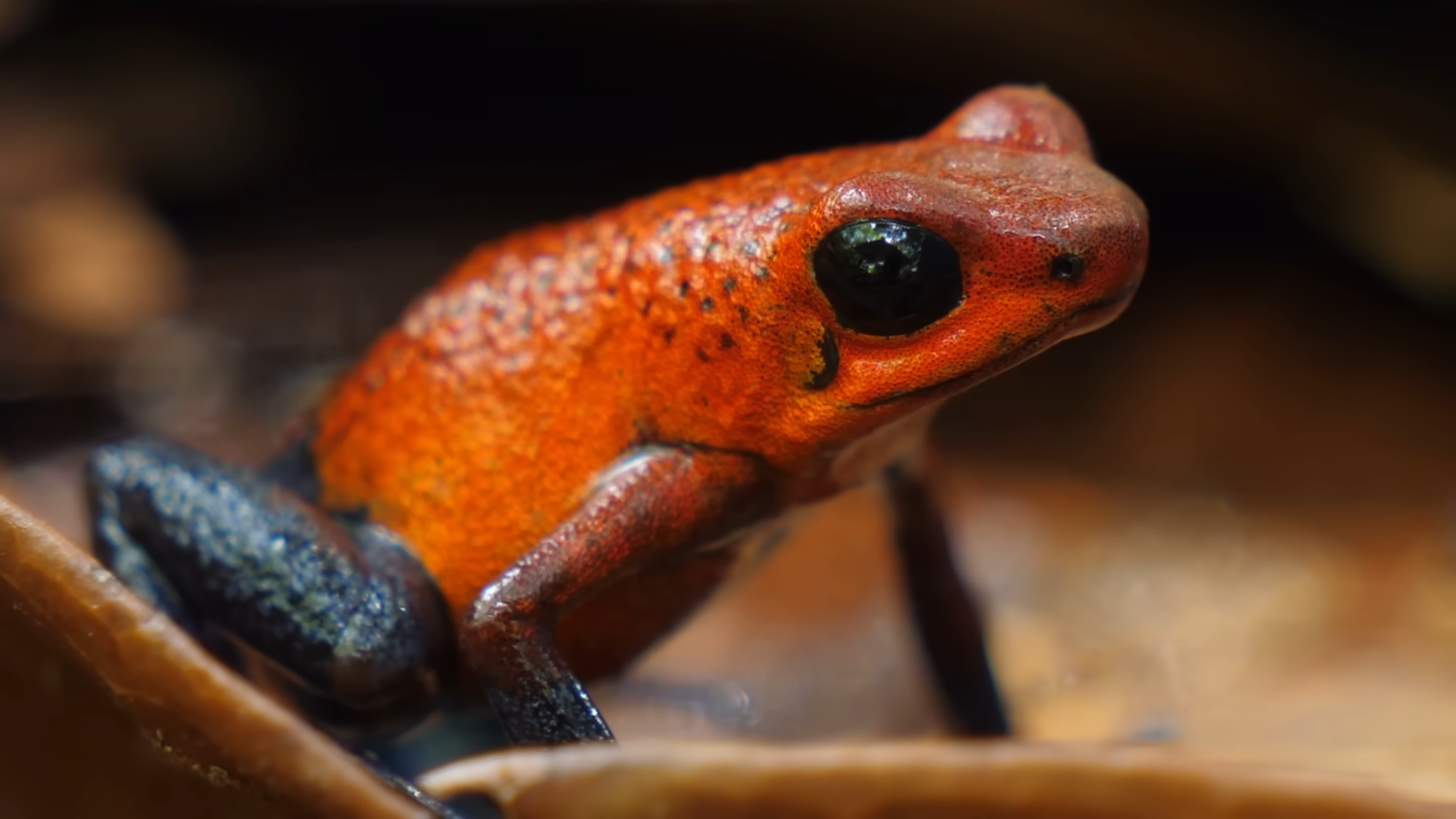 This frog’s skin holds enough poison to kill 20 people