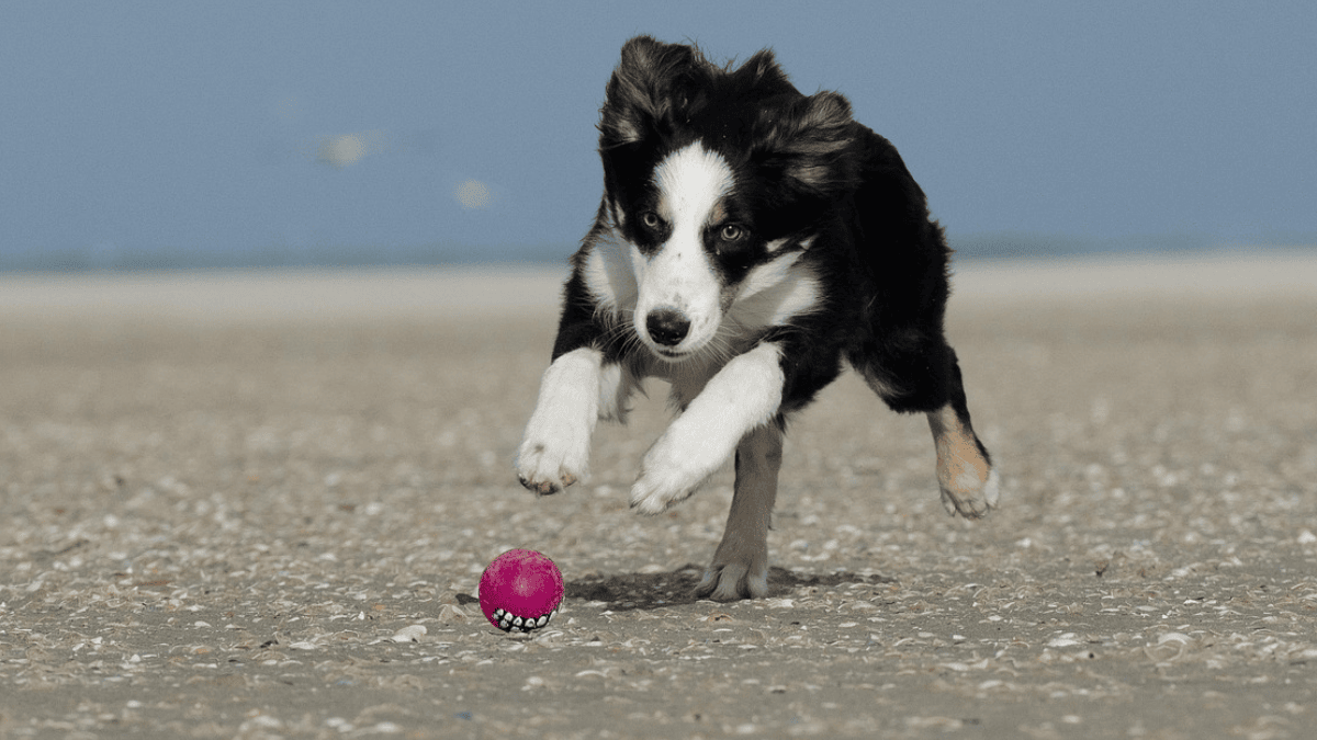 10 dogs that don't rush: they observe first, then they act
