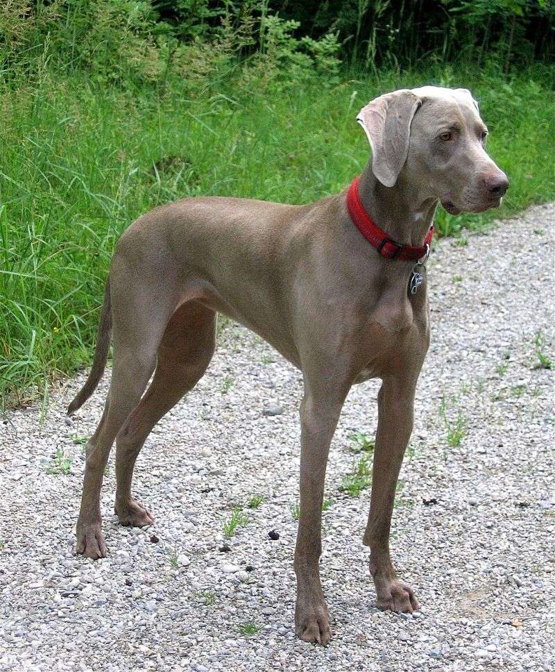 21 dog breeds that bond so deeply they follow you from room to room