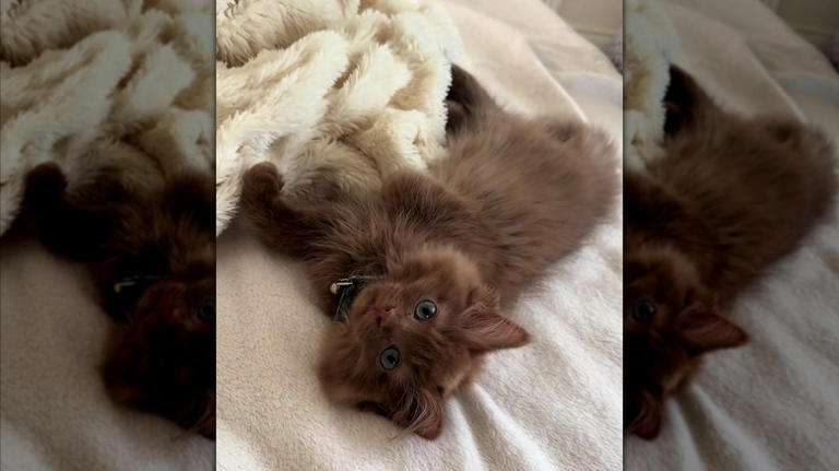 Chocolate ragdoll cat giving the camera a little wink will make you swoon