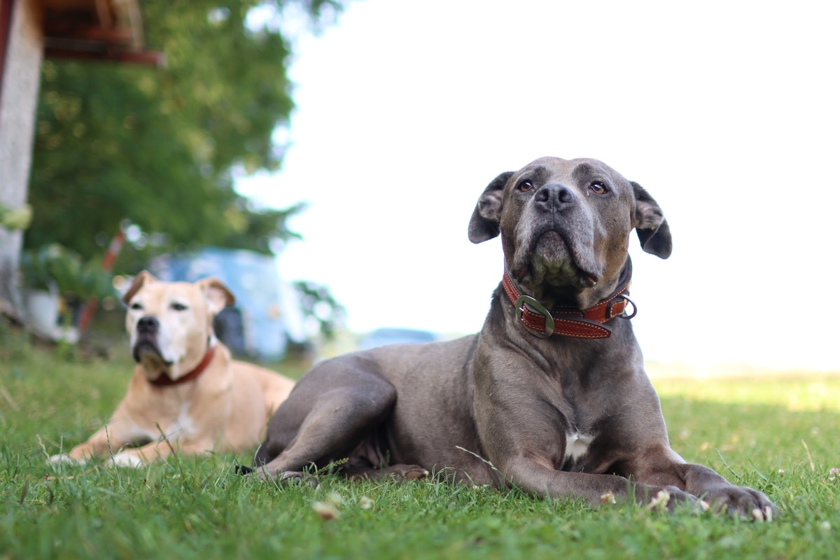 Senior dog rescues' adorable 'welcoming committee' is making hearts happy