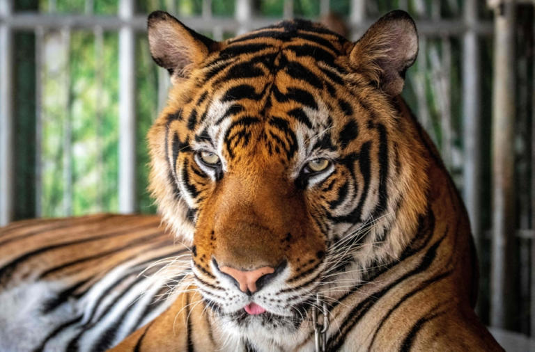 Virus kills dozens of tigers in Thailand park
