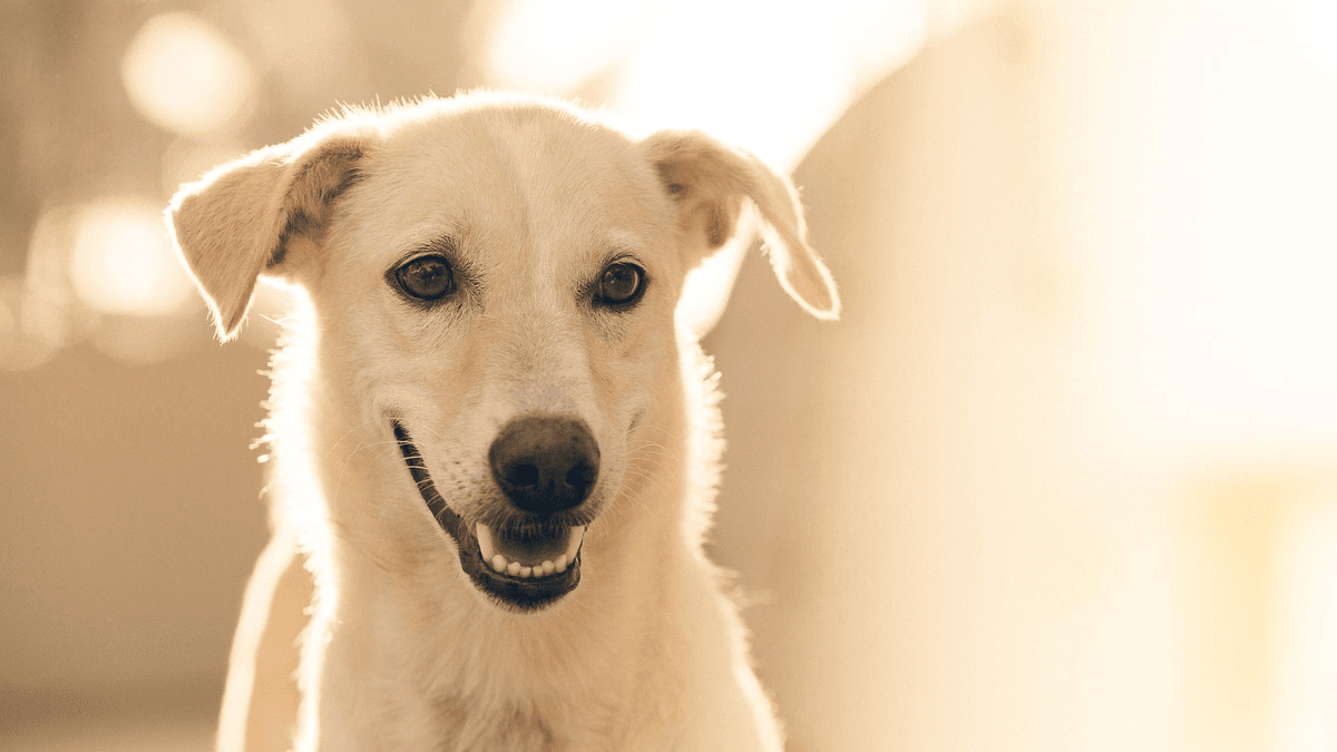 9 signs your dog could become dangerous, according to experts