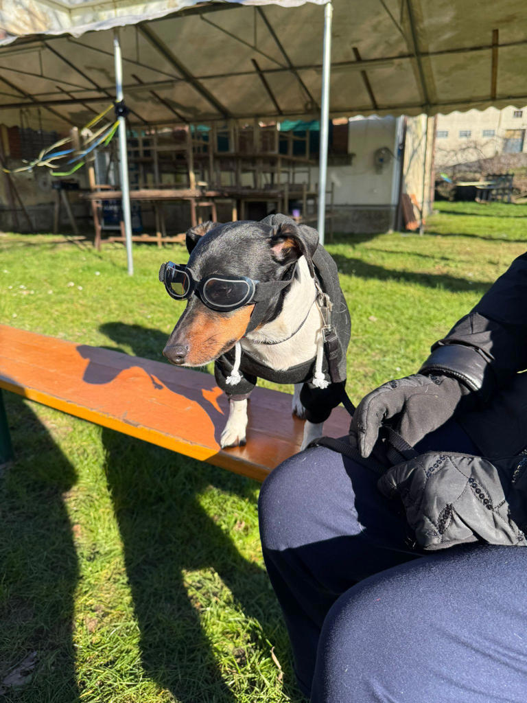 Sfilata di Carnevale a quattro zampe, cani in maschera a Capronno: “Un ...