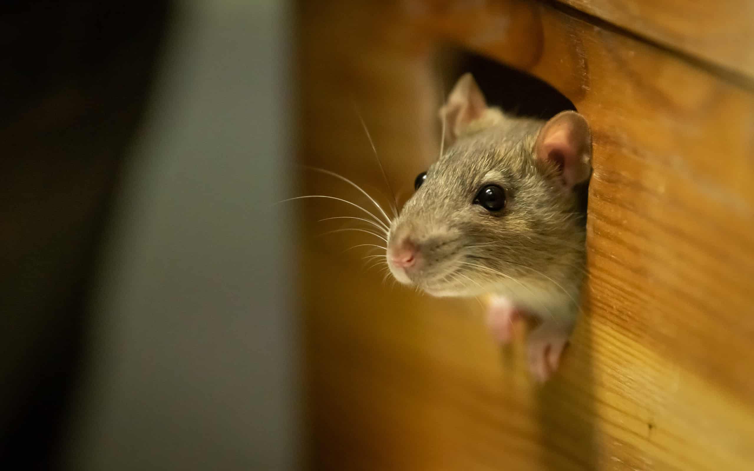This rat broke into ATM and shredded thousands in cash