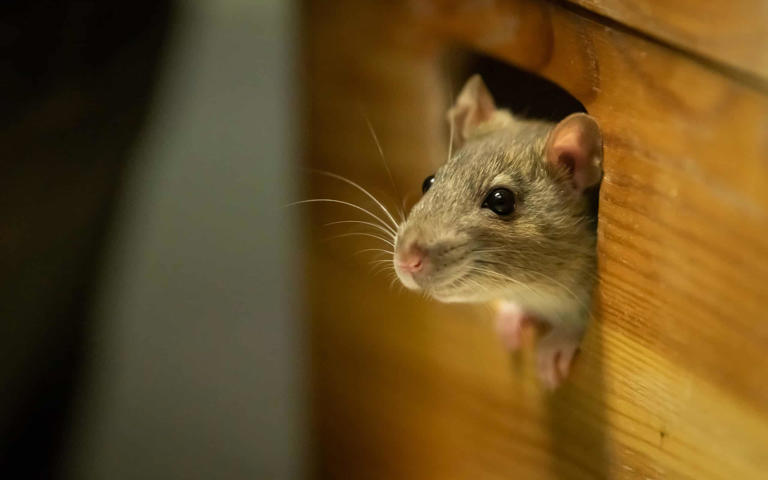 This rat broke into ATM and shredded thousands in cash