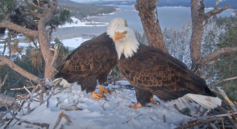 Famous California bald eagle couple threatened by luxury housing: 'We ...