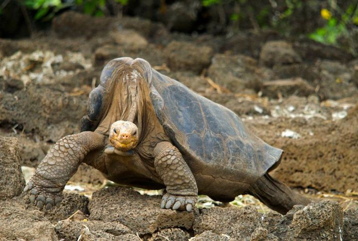 20 most popular wild animals that ever lived