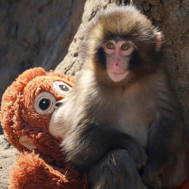 Scimmietta abbandonata dalla mamma, la sostituisce con un peluche e ...