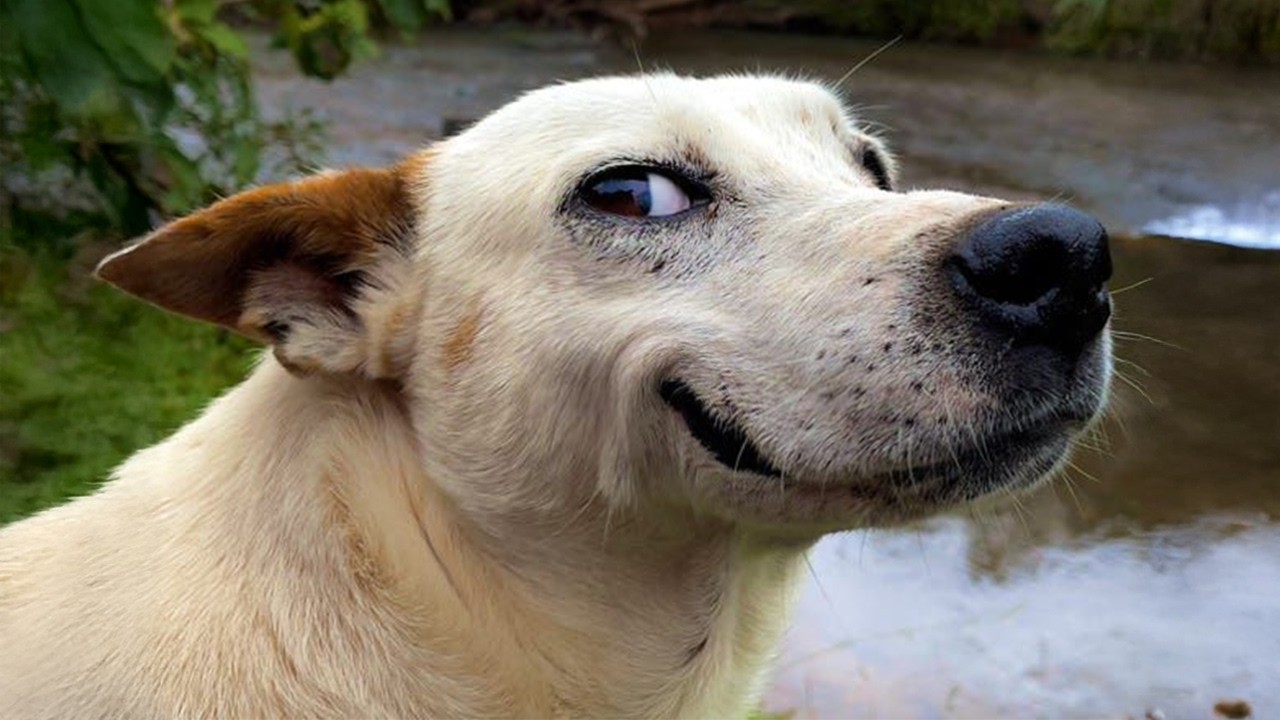 One in a billion funny dog moments to make you laugh