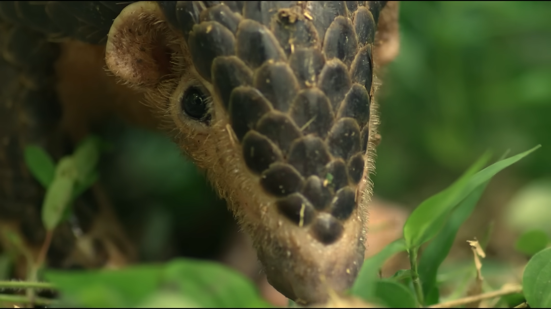 This pangolin split 5,000,000 years ago - and we’re just finding out now?