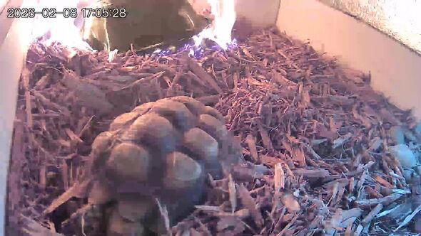 Miraculous moment tortoise flees enclosure fire in dramatic video