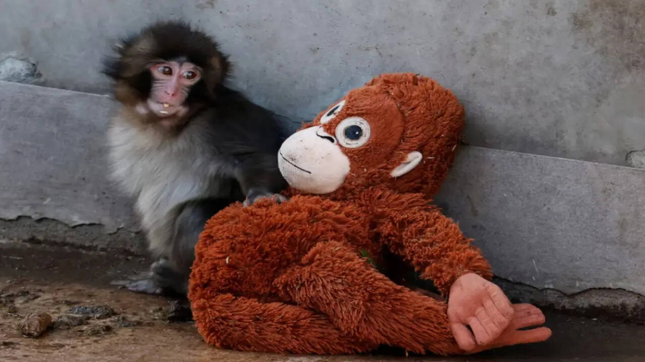 $250K for viral macaque punch? Andrew Tate, Tristan Tate's bid sparks ...