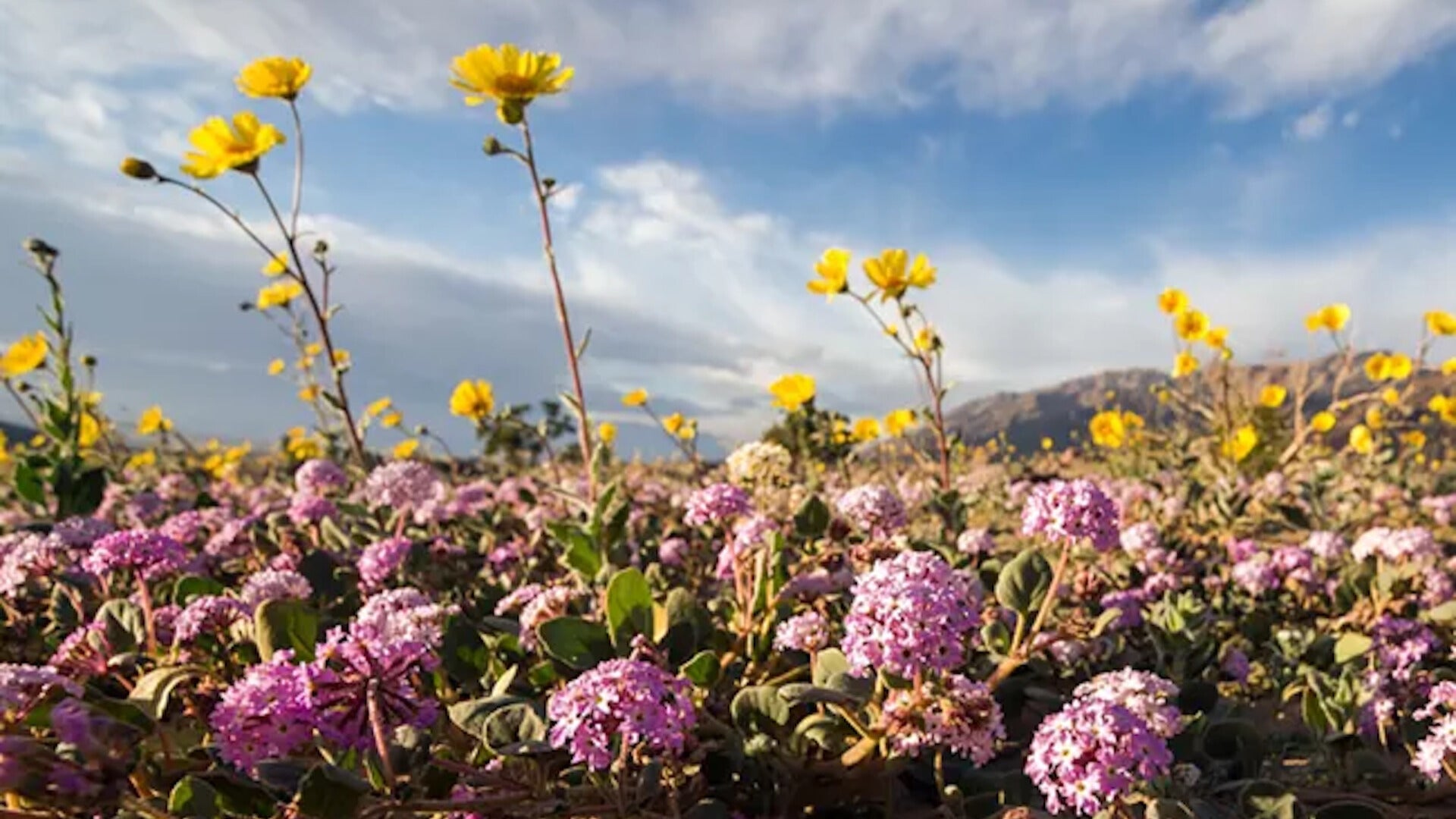 Death Valley superblooms after record rainfall transforms America's ...