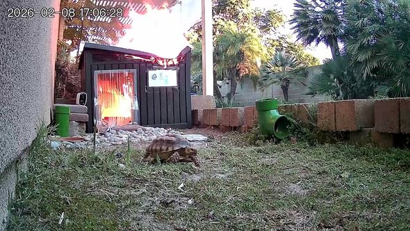 Miraculous moment tortoise flees enclosure fire in dramatic video
