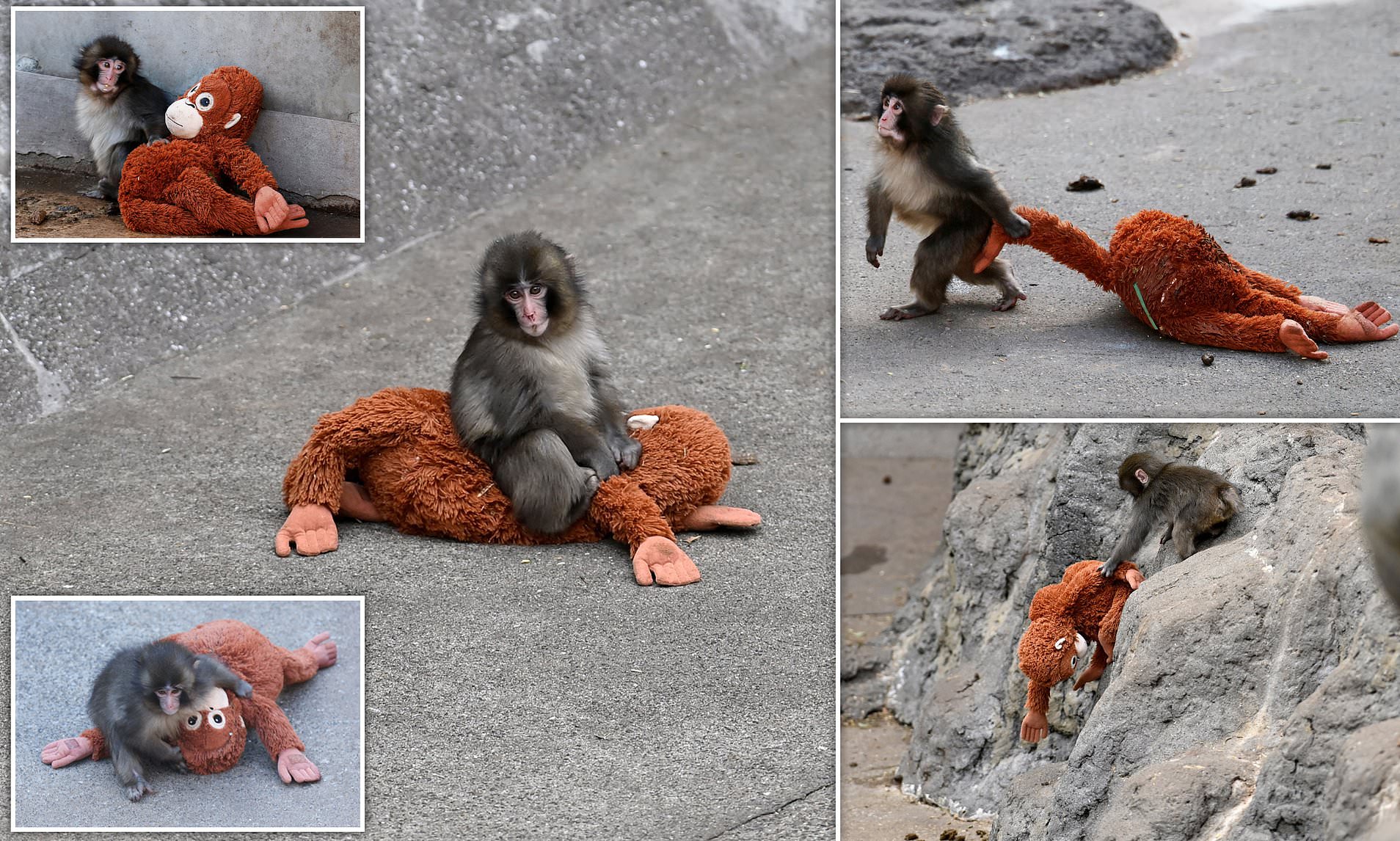 Fans flock to see Punch the monkey who turned to orangutan toy after ...