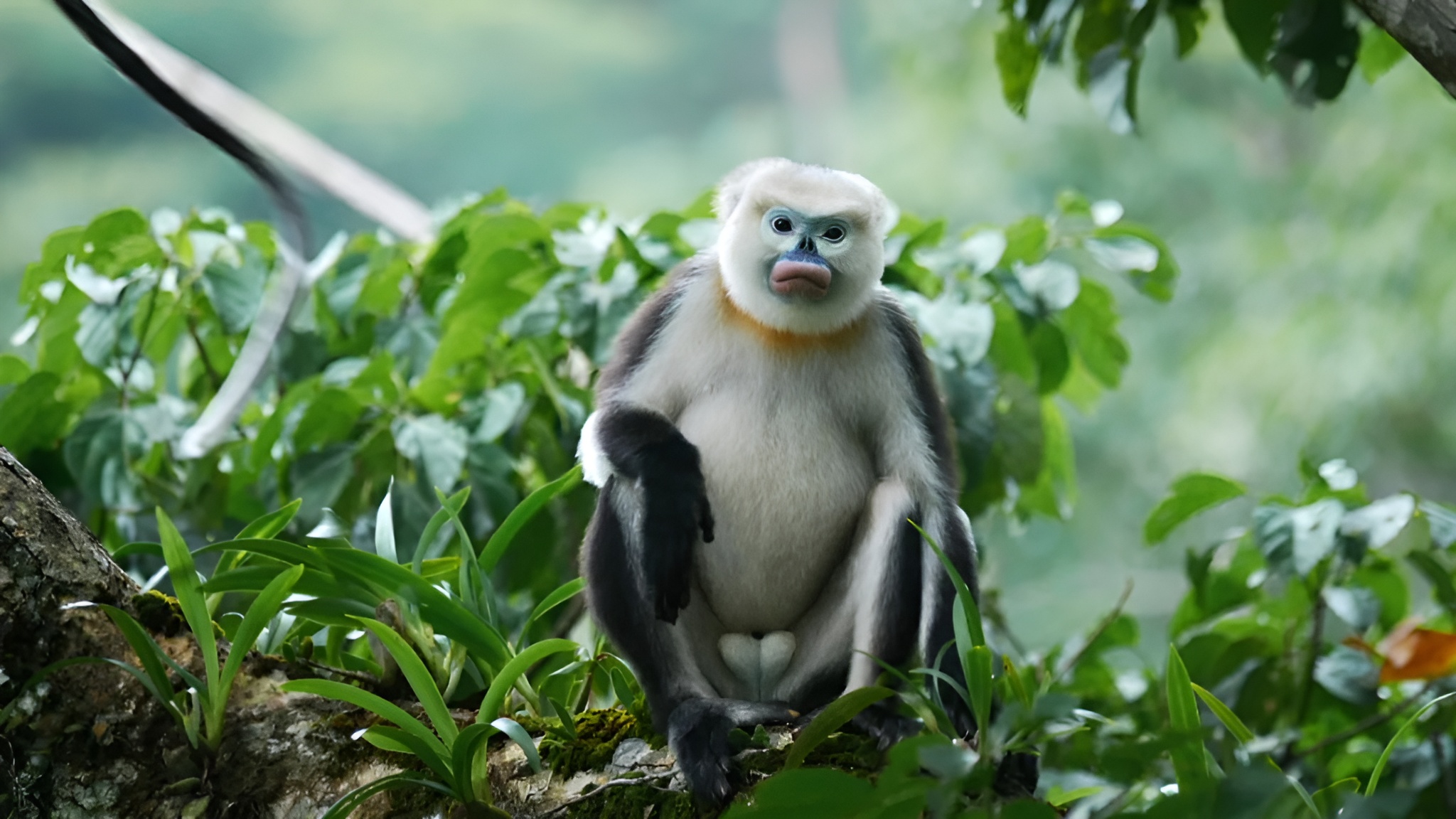 L’un des primates les plus menacés au monde fait son grand retour, un ...