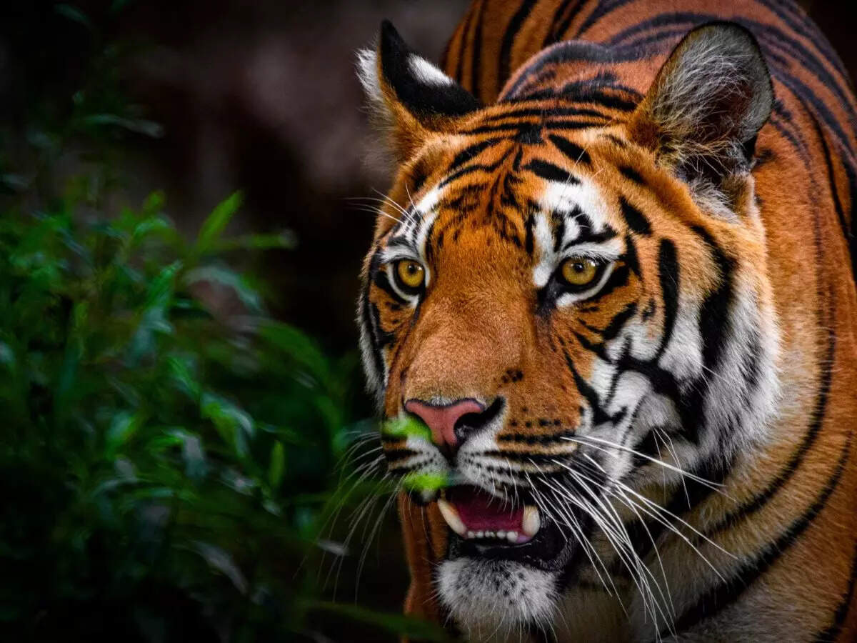 7 things to do in Jim Corbett National Park