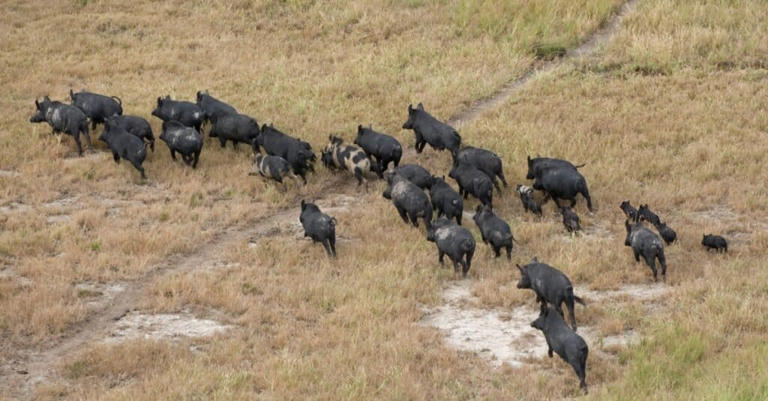Australian farmers slam inadequate culling as hog numbers top 100 million