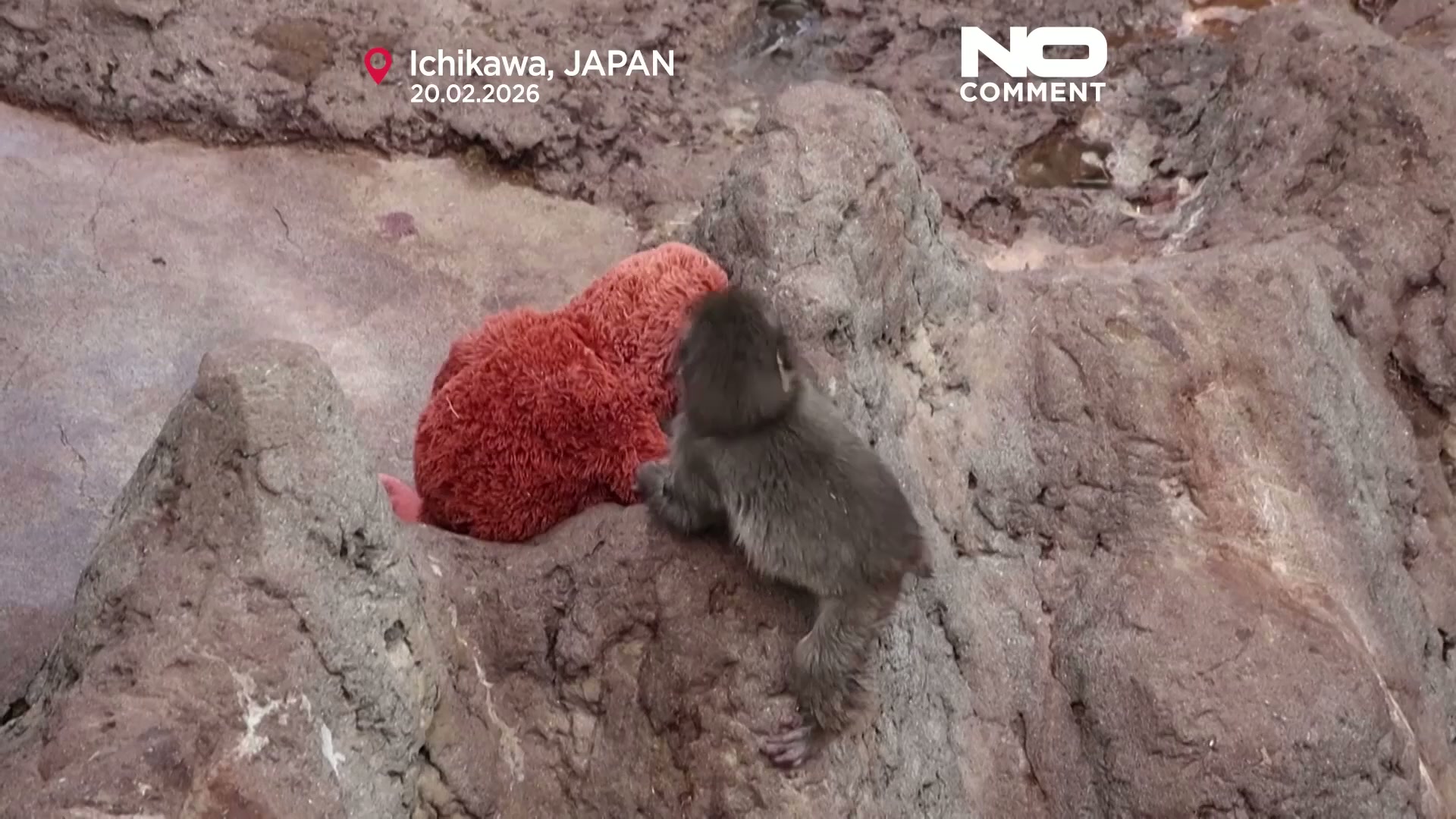 Aficionados abarrotan un zoo de Japón para ver al mono bebé Punch ...